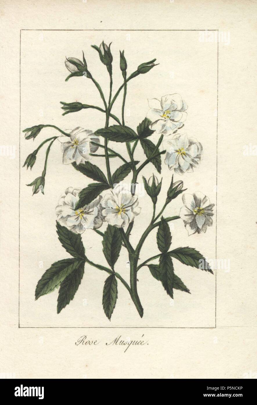 White musk rose, rose musquee, Rosa moschata. Handcoloured copperplate ...