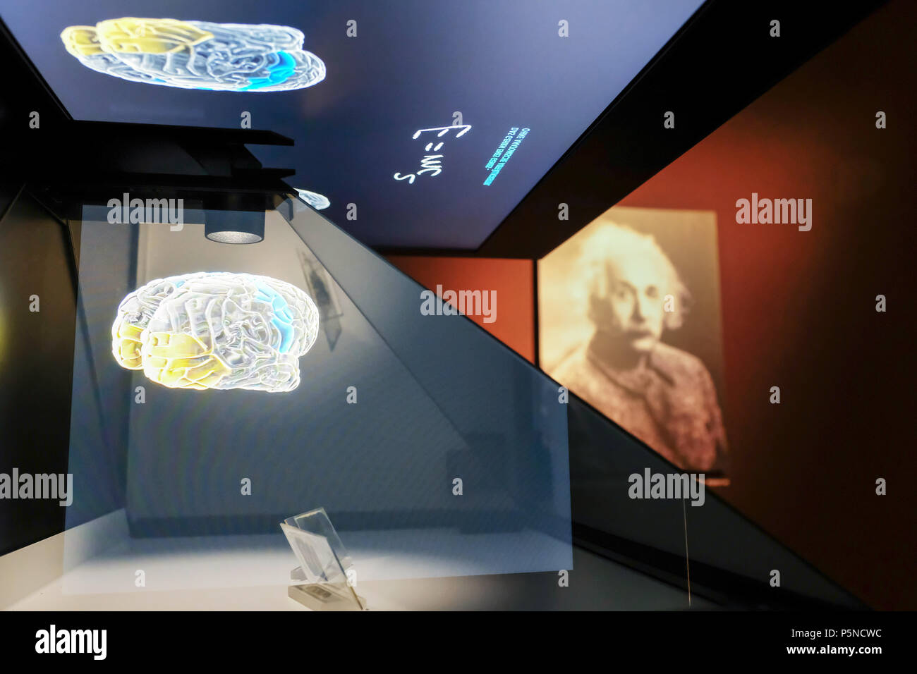 Einstein Brain In Museum