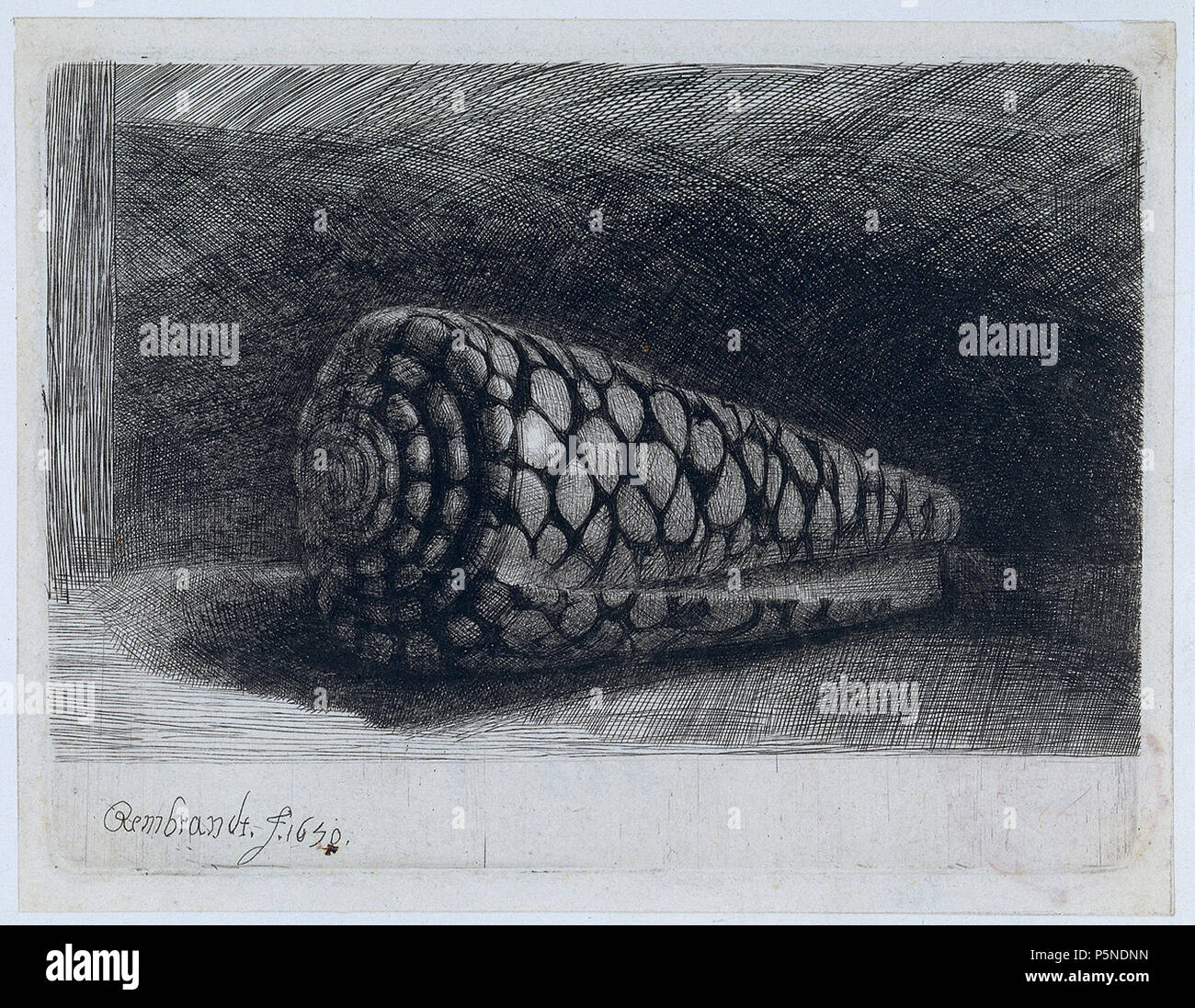 The Shell (Conus Marmoreus) 1650. N/A 159 B159 Rembrandt Stock Photo ...