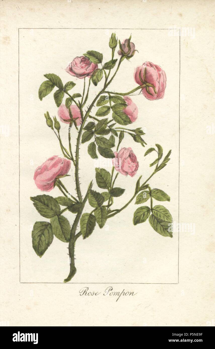 Pomponia hi-res stock photography and images - Alamy