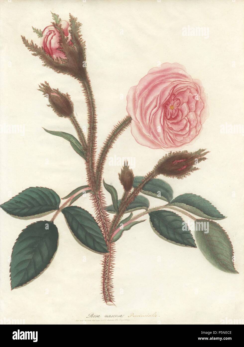 Rosa provincialis hi-res stock photography and images - Alamy