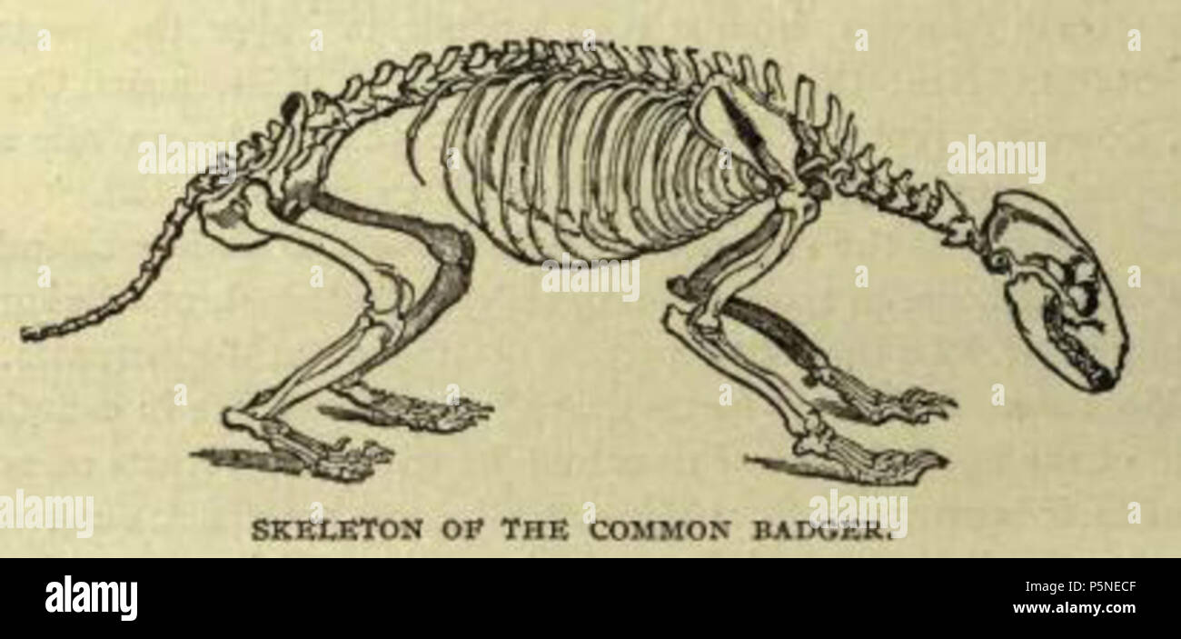 N/A. English: European badger skeleton . This file is lacking author ...