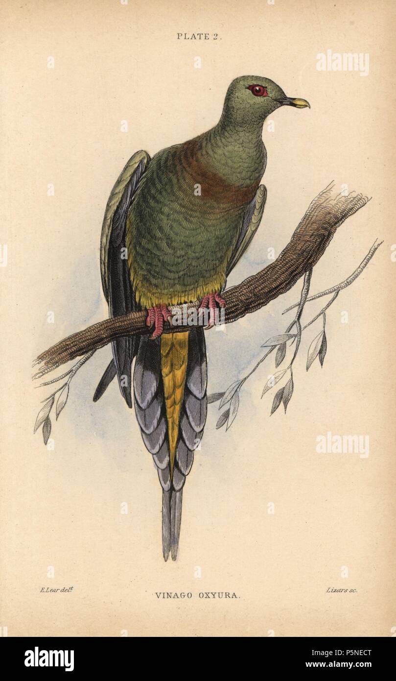 Sumatran Green Pigeon, Treron oxyurus (Sharp-tailed vinago, Vinago ...