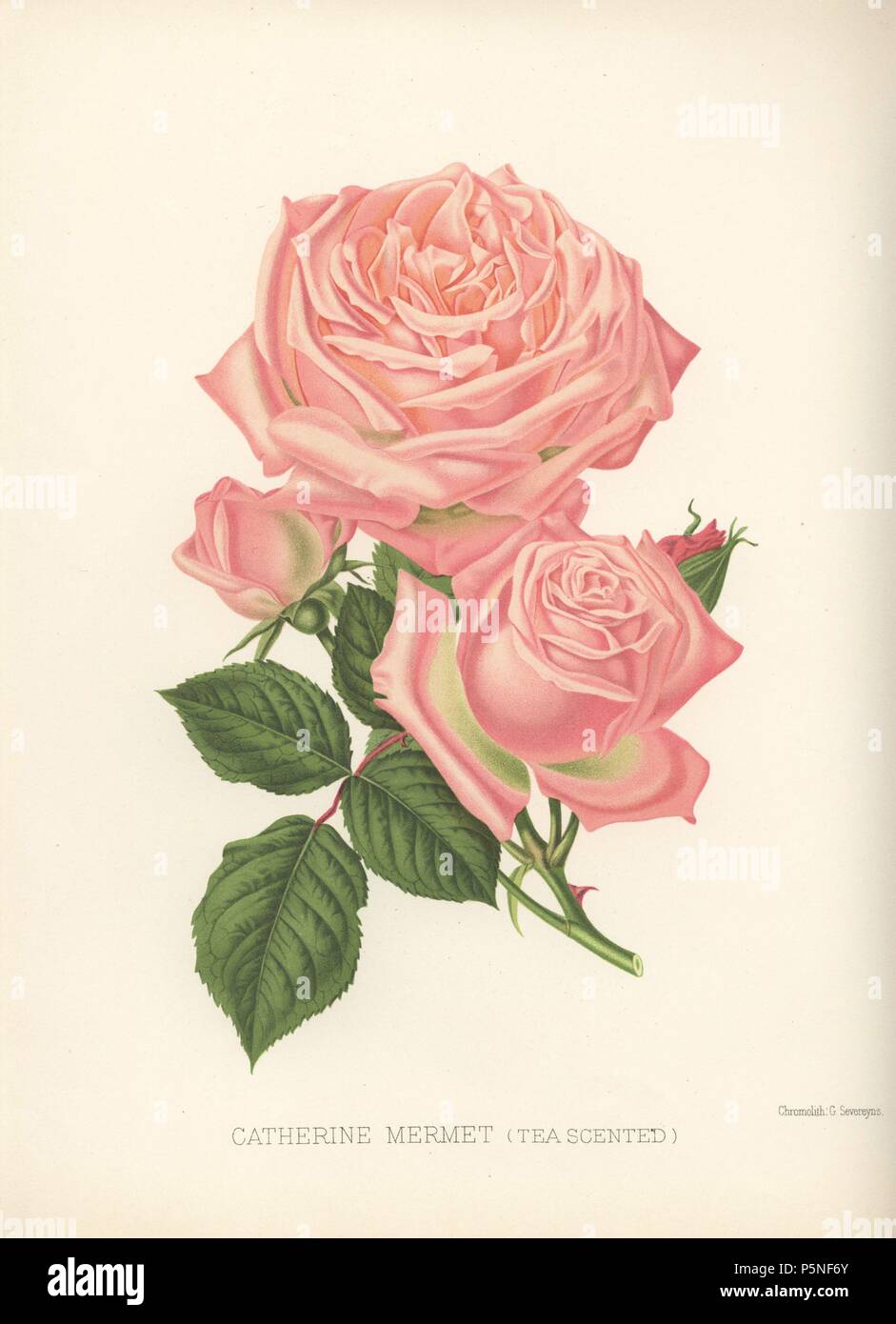 Catherine mermet hi-res stock photography and images - Alamy