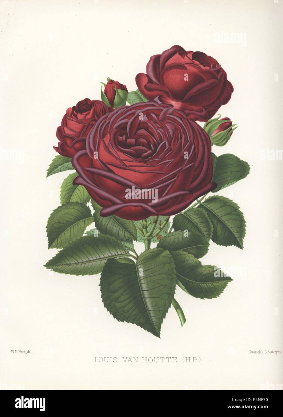 Louis van Houtte hybrid rose. Chromolithograph by Georges Severeyns ...