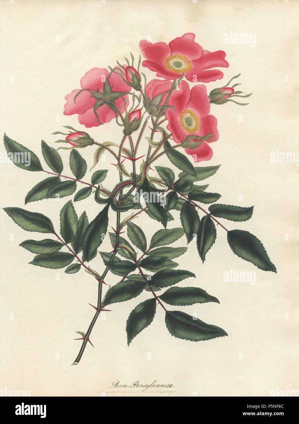 Henry andrews botanist hi-res stock photography and images - Alamy