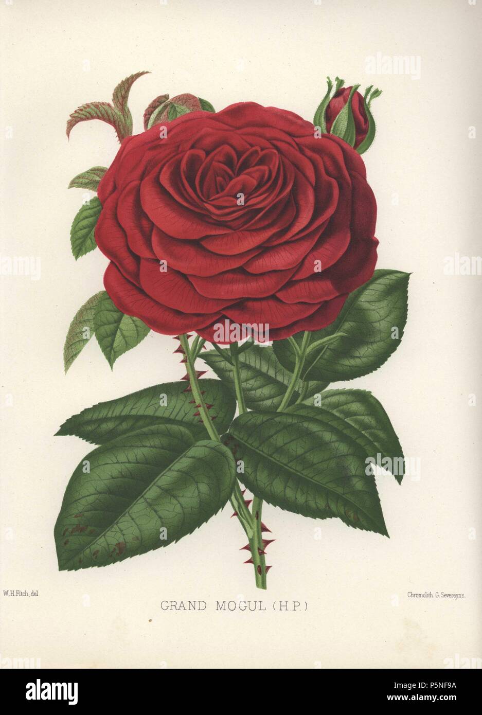 Grand Mogul crimson hybrid rose. Chromolithograph by Georges Severeyns ...