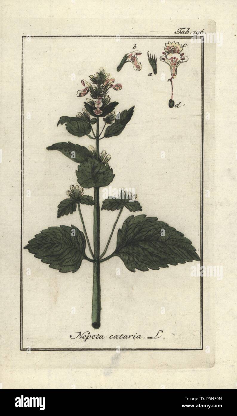 Infusion of catnip hi-res stock photography and images - Alamy