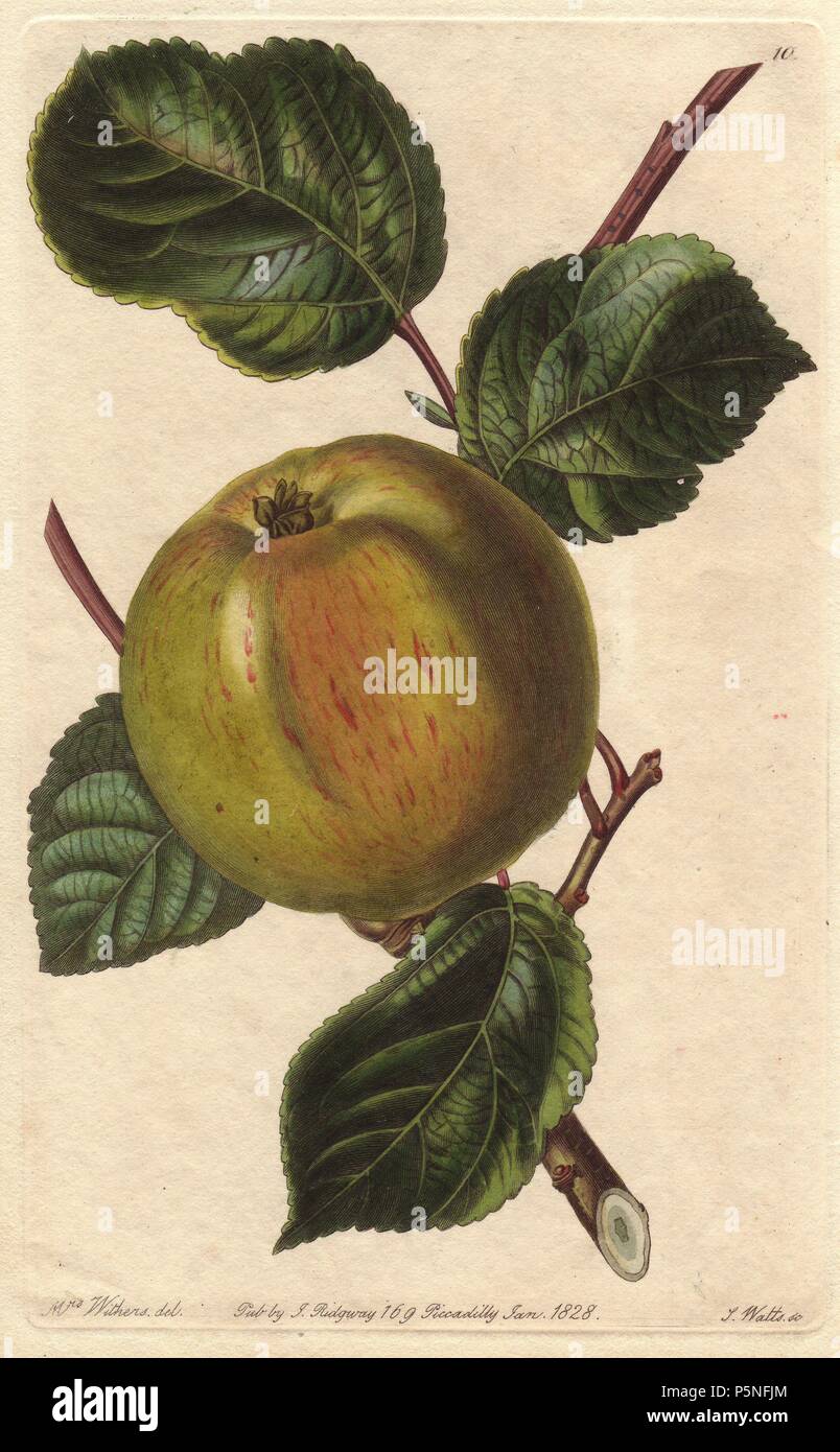 Victorian apple tree illustration hi-res stock photography and images ...