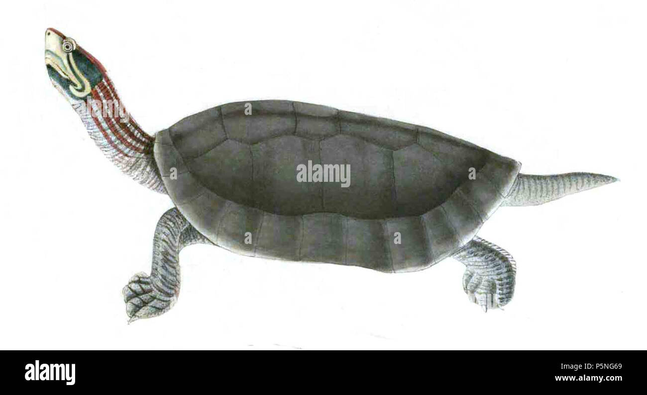 Batagur kachuga Cut Out Stock Images & Pictures - Alamy