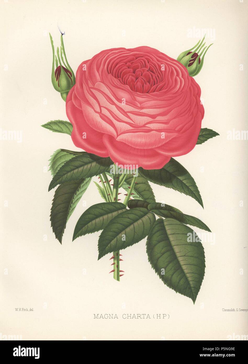 Magna charta rose hybrid. Chromolithograph by Georges Severeyns from an ...