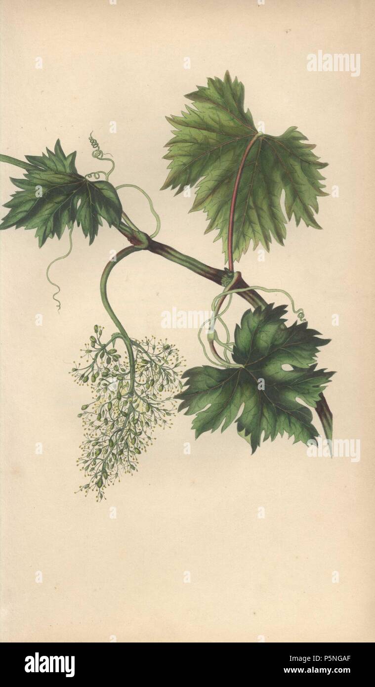 Grapevine with leaves and young grapes, Vitis vinifera. Handcoloured ...