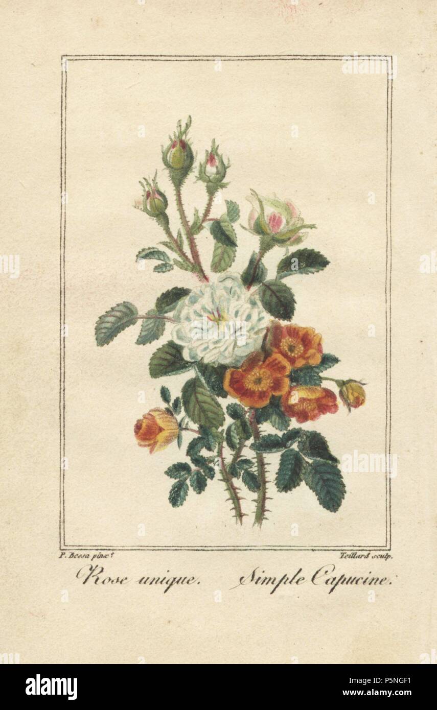 White rose unique and simple capucine, Austrian copper rose ...