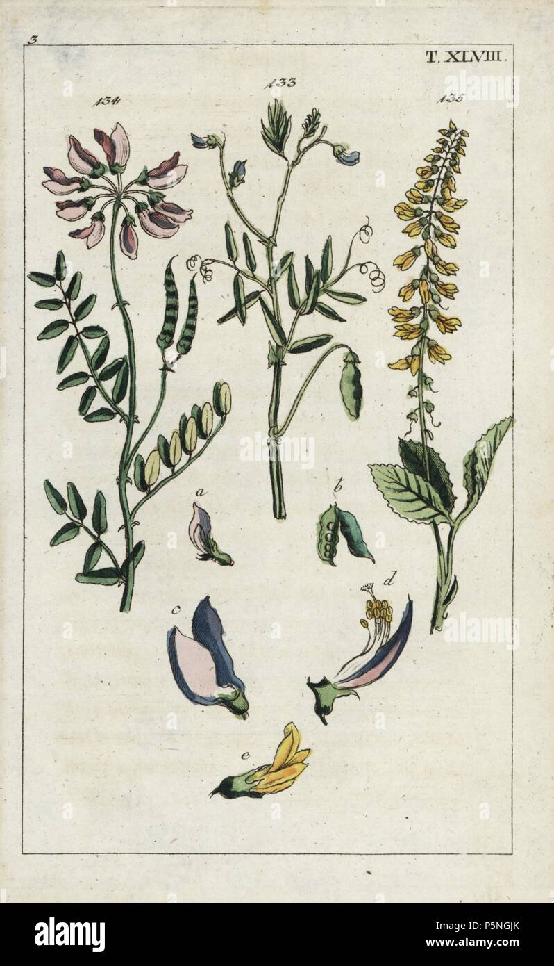 Smooth vetch, Vicia tetraspermum 133, crown vetch, Securigera varia 134 ...