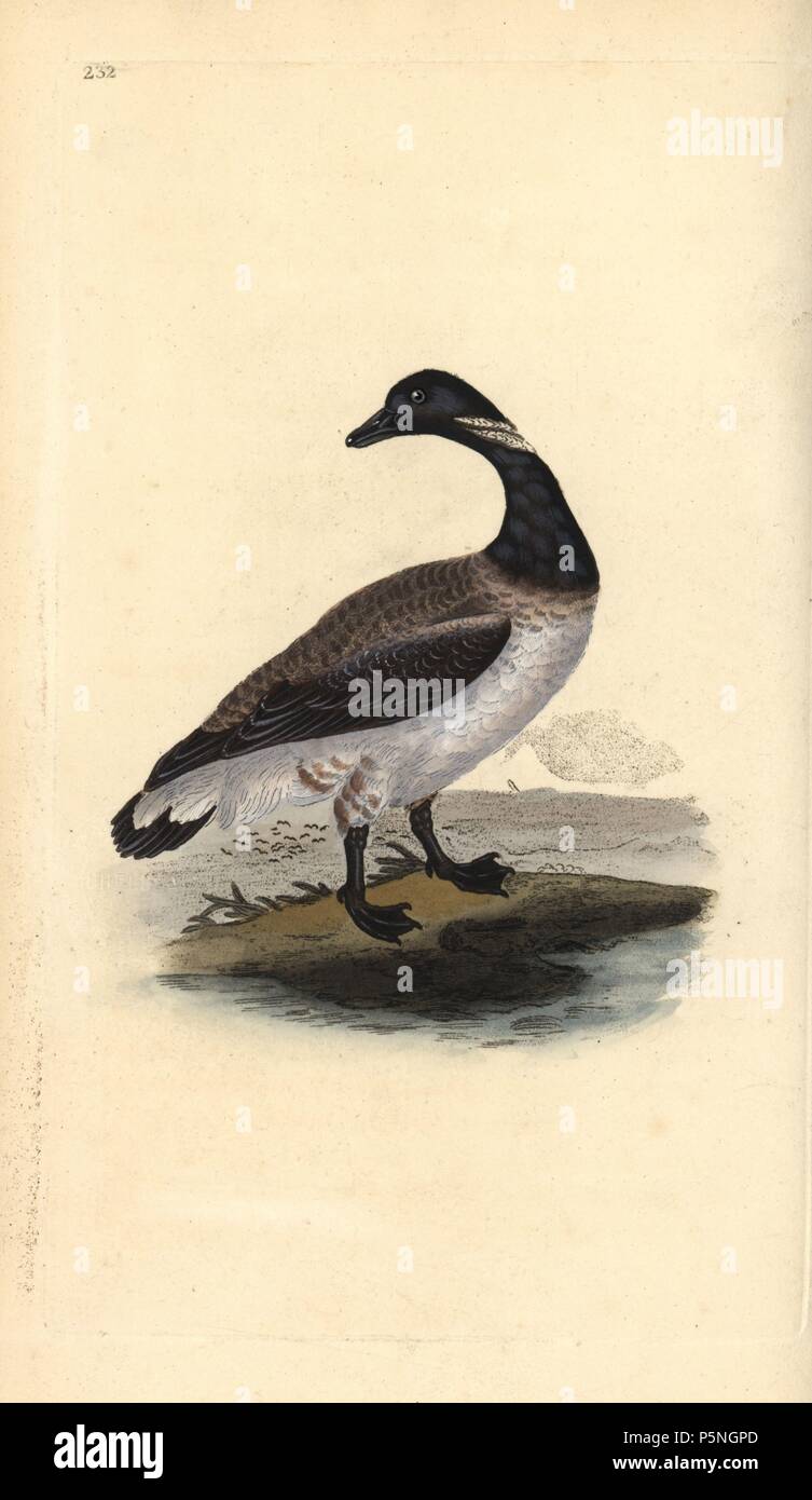 Brent goose, Branta bernicla. Handcoloured copperplate drawn and ...