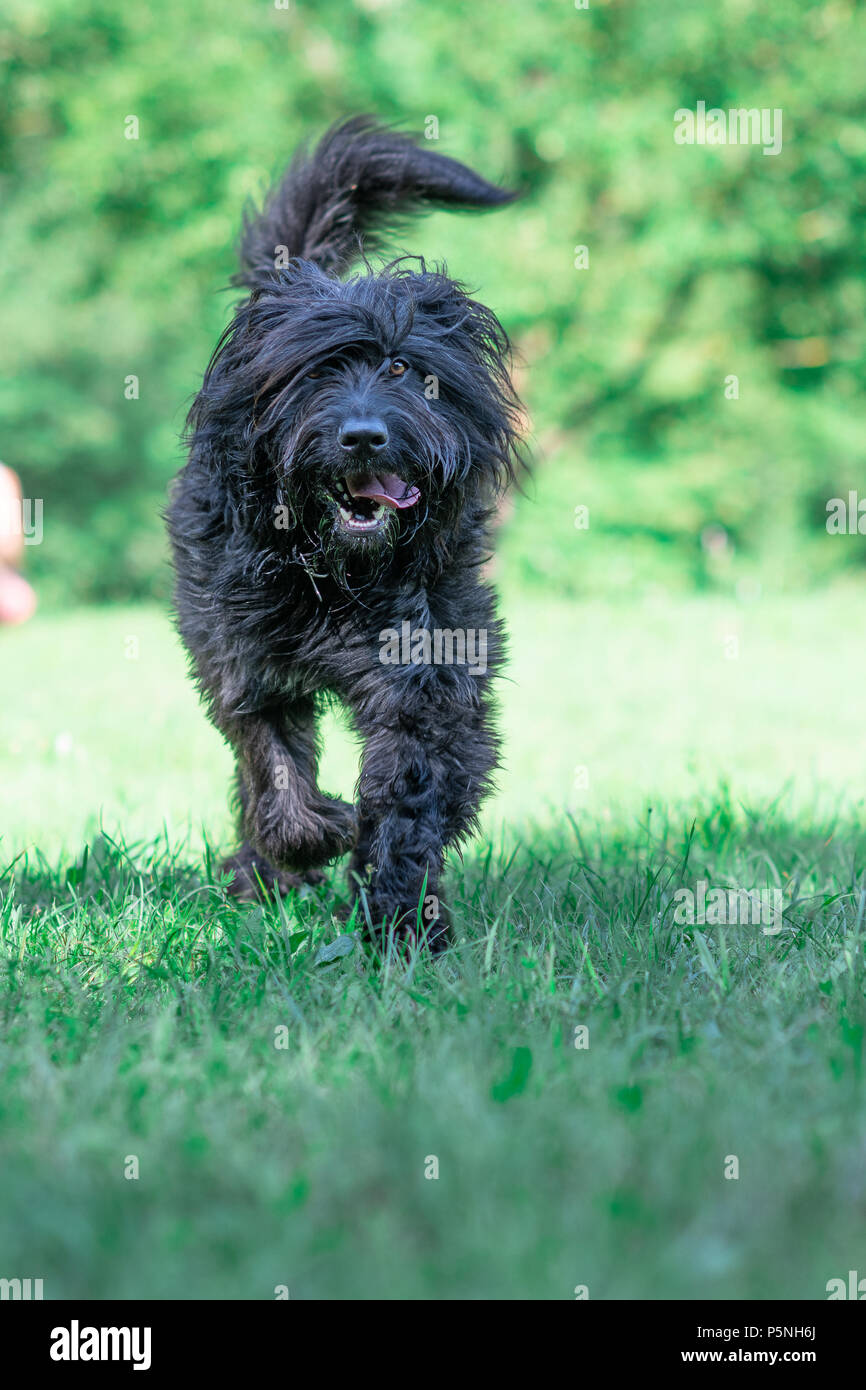 Bergamasco sheepdog or bergamese shepherd hi-res stock photography and ...