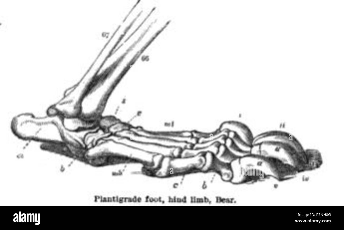 N/A. English: Illustration of bear hind foot, taken from On the Anatomy ...