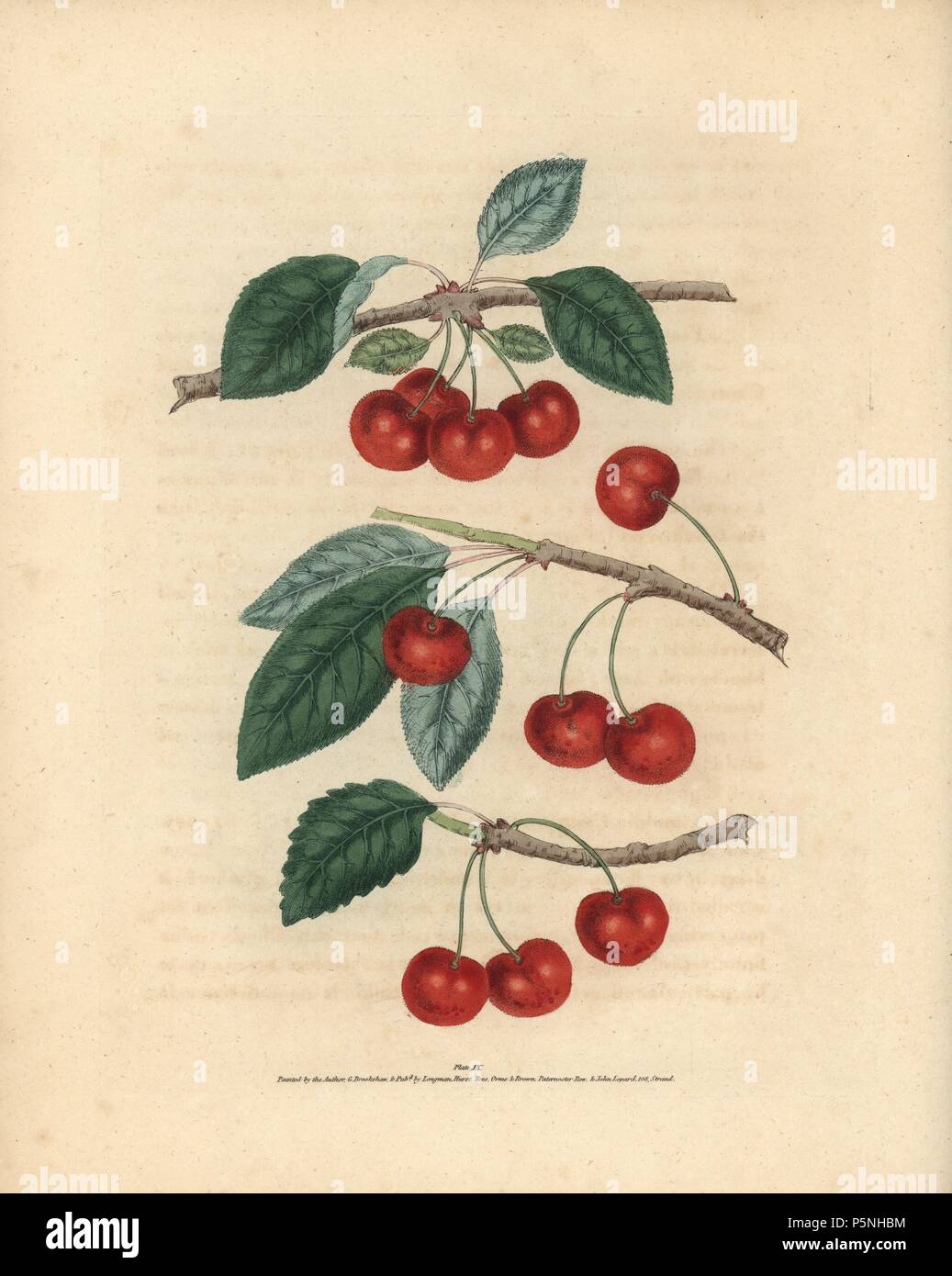 Carnation varieties hi-res stock photography and images - Alamy