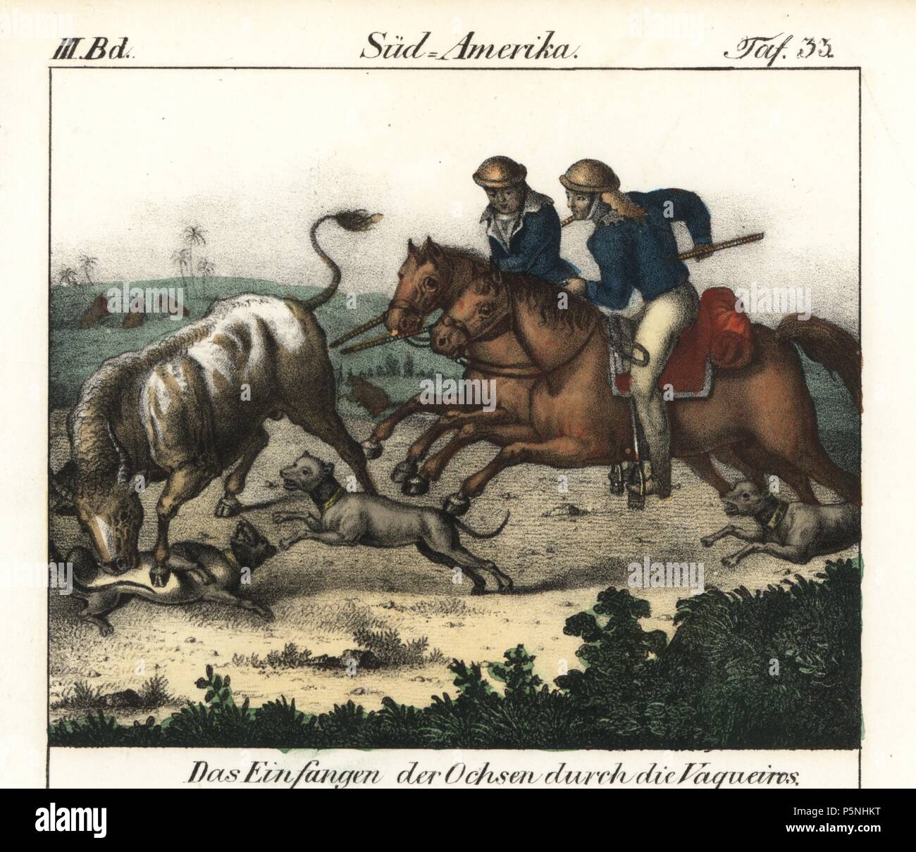Cowboys (Vaquieros) of Brazil herding cattle with long sticks and dogs ...