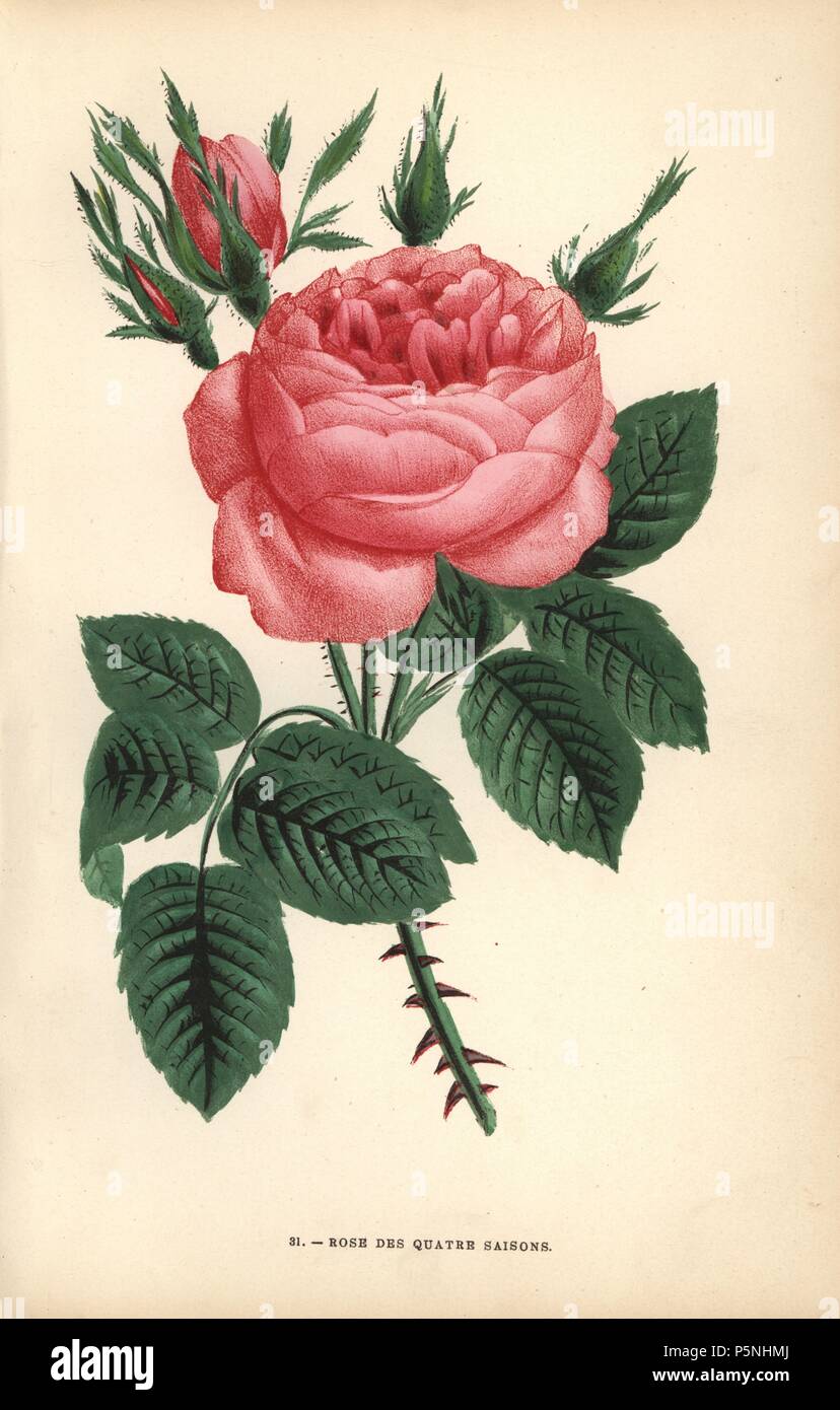 Rosa hippolyte jamain hi-res stock photography and images - Alamy