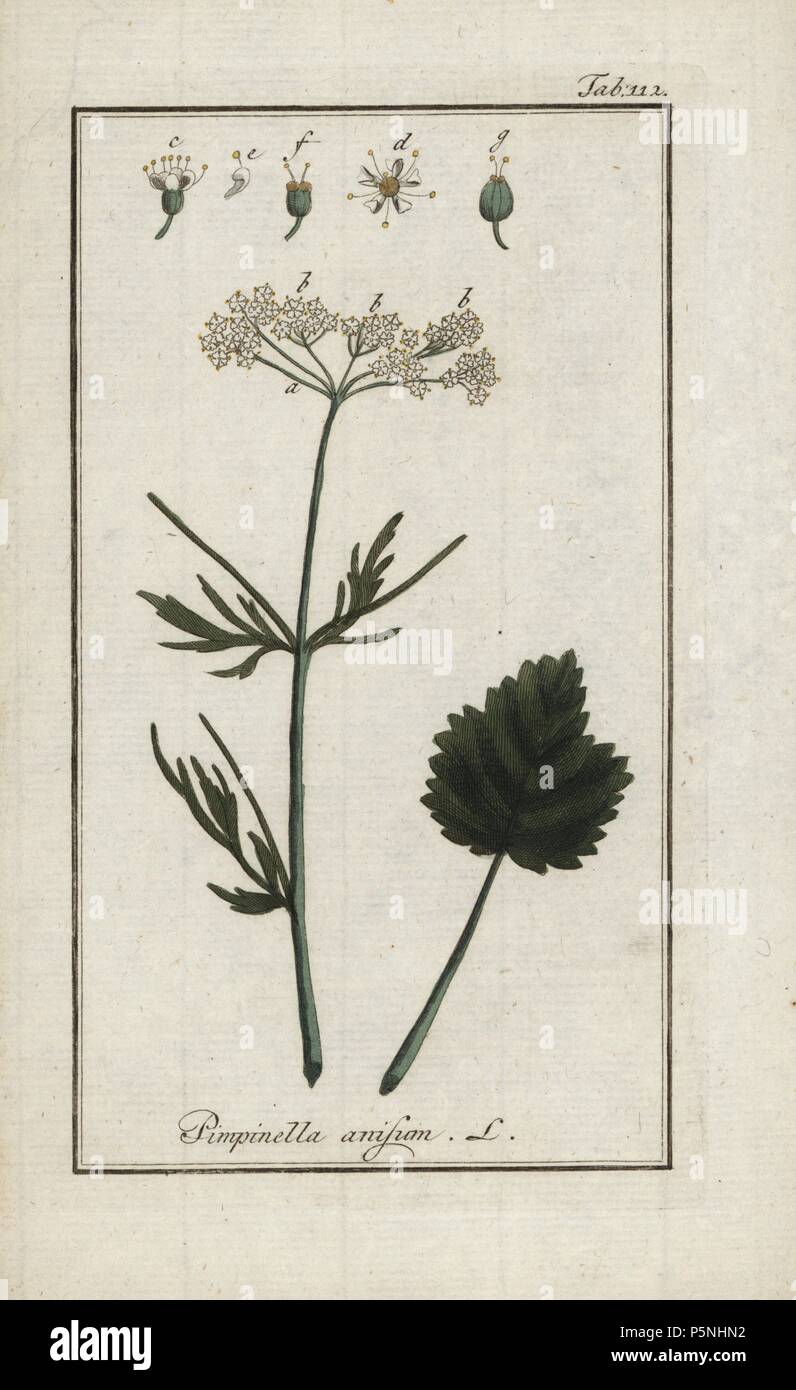 Pimpinella anisum illustration hi-res stock photography and images - Alamy