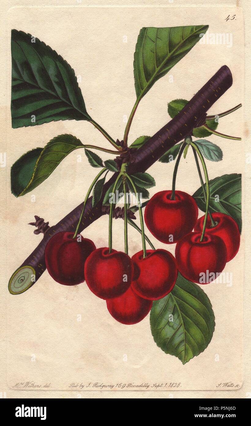 Late Duke cherry, Prunus avium. Handcoloured copperplate engraving by S ...