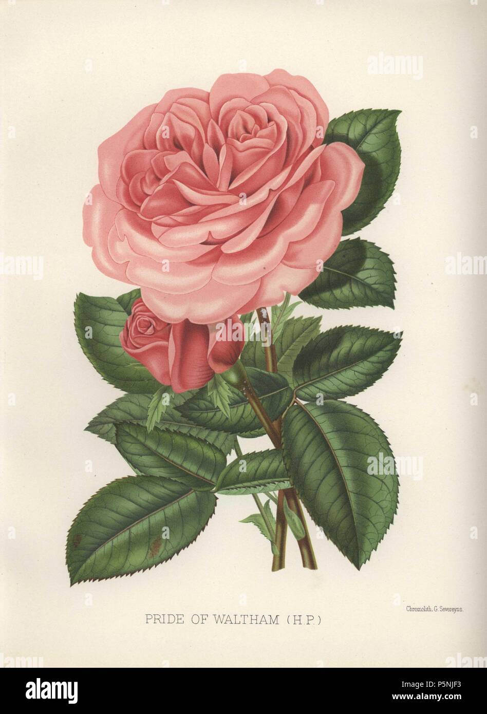Pride of Waltham pink hybrid rose. Chromolithograph by Georges ...