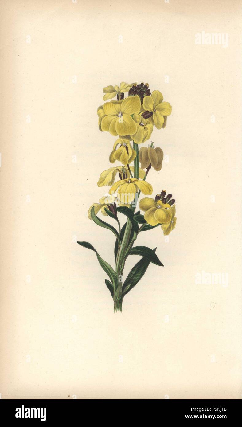 Wild wallflower, Cheiranthus fruticulosus. Handcoloured botanical ...