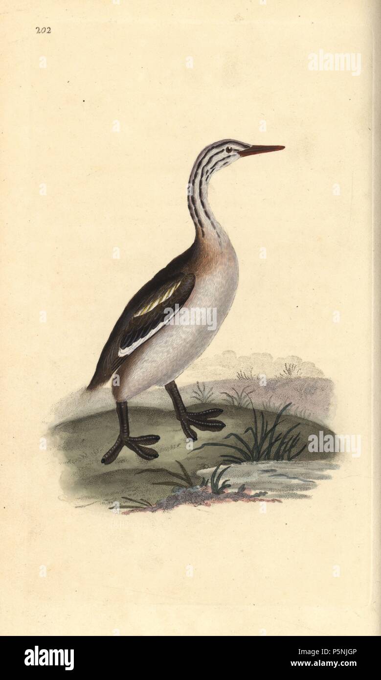 Great crested grebe, Podiceps cristatus. Handcoloured copperplate drawn ...
