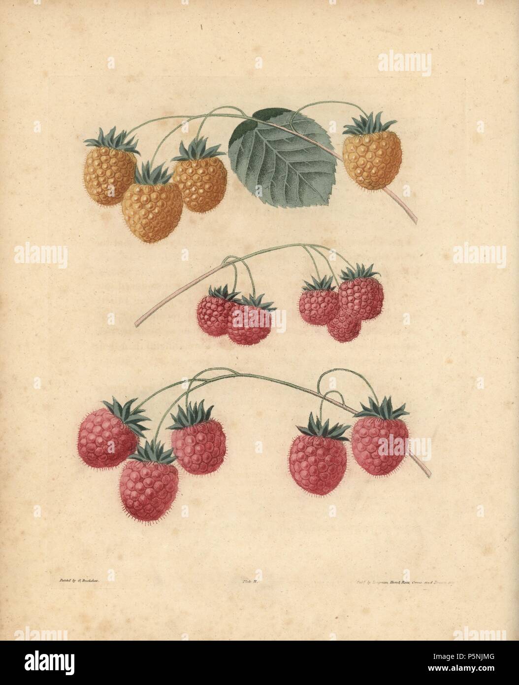 Raspberry varieties hi-res stock photography and images - Alamy