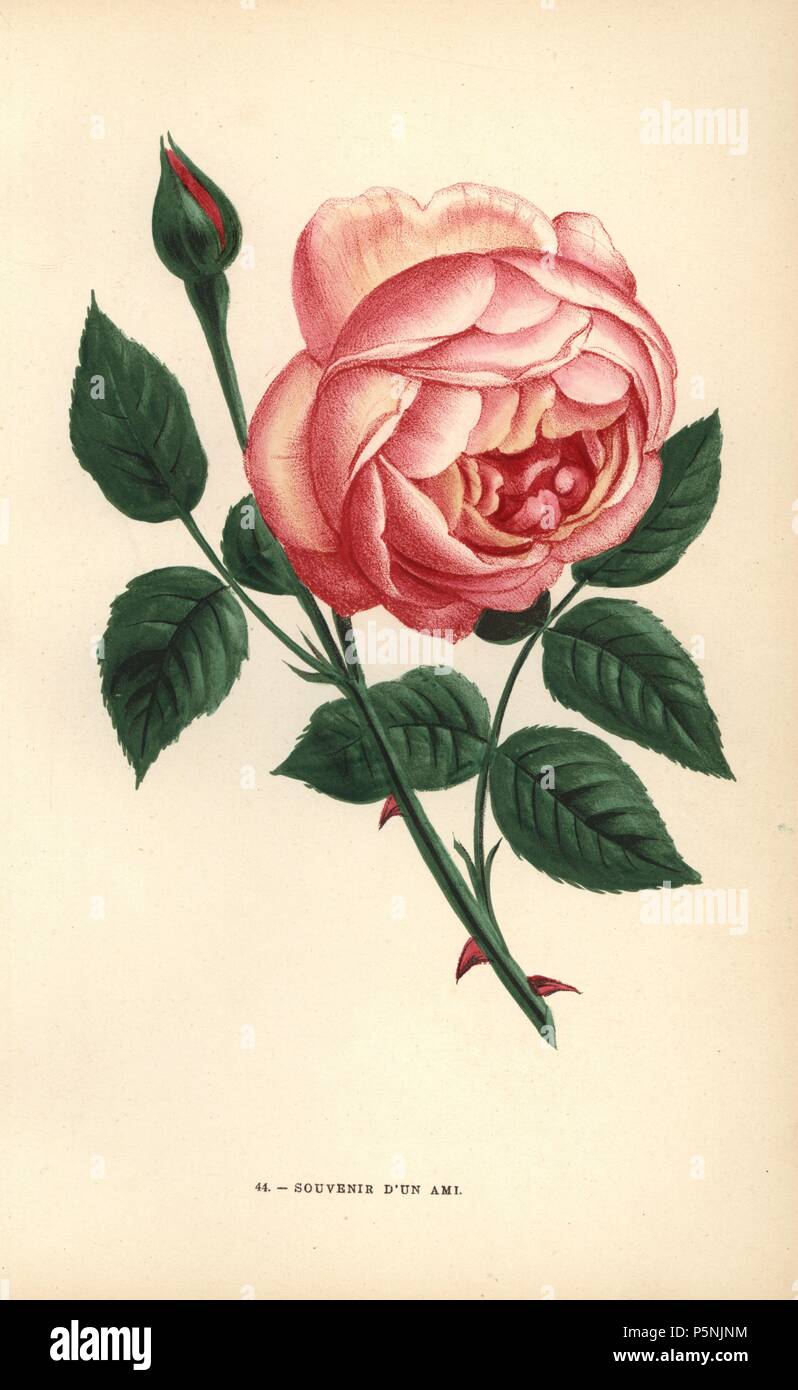 In 1846 hi-res stock photography and images - Alamy