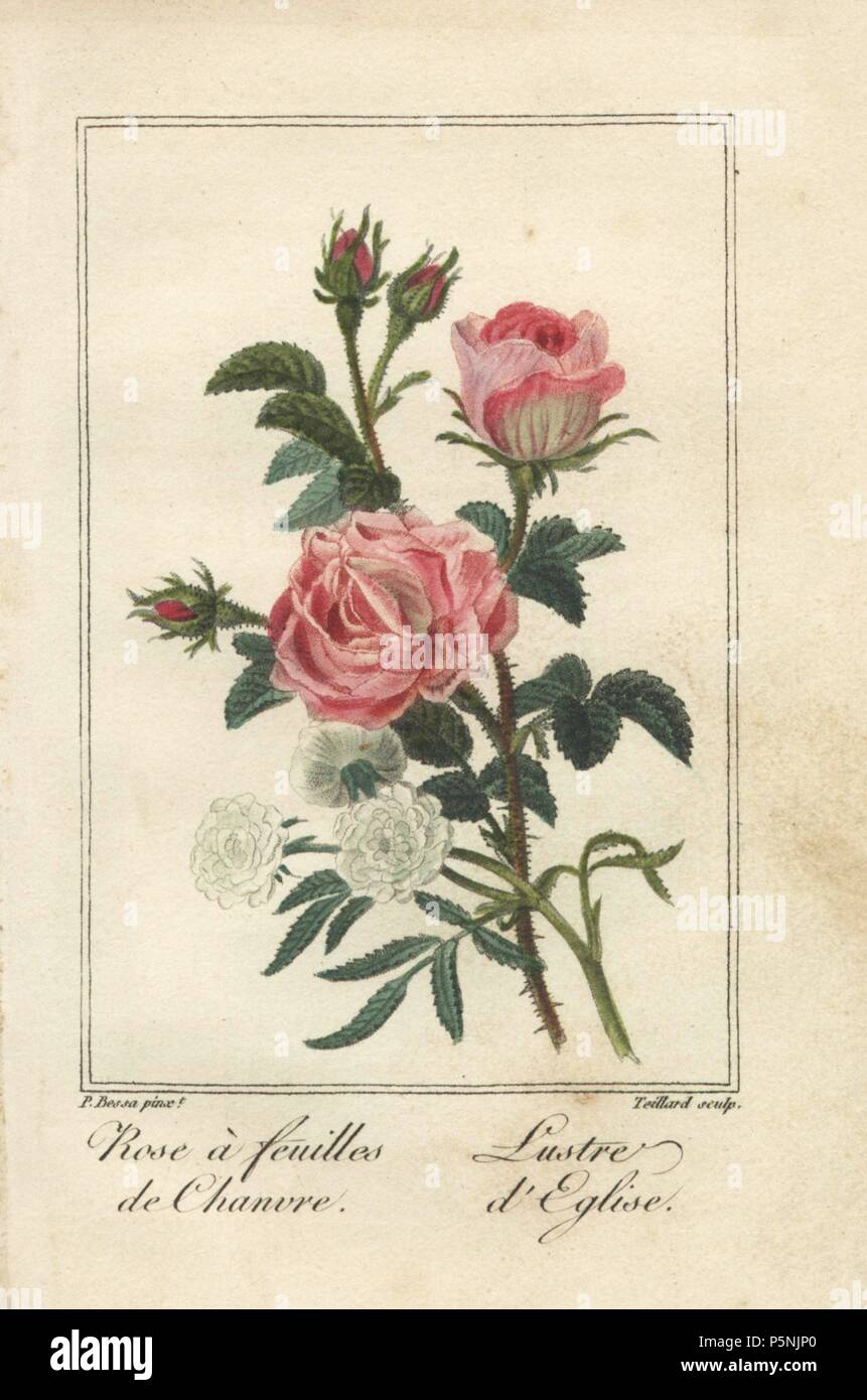 Hemp-leaved rose, Rosa cannabina, and lustre d'eglise, Rosa gallica ...
