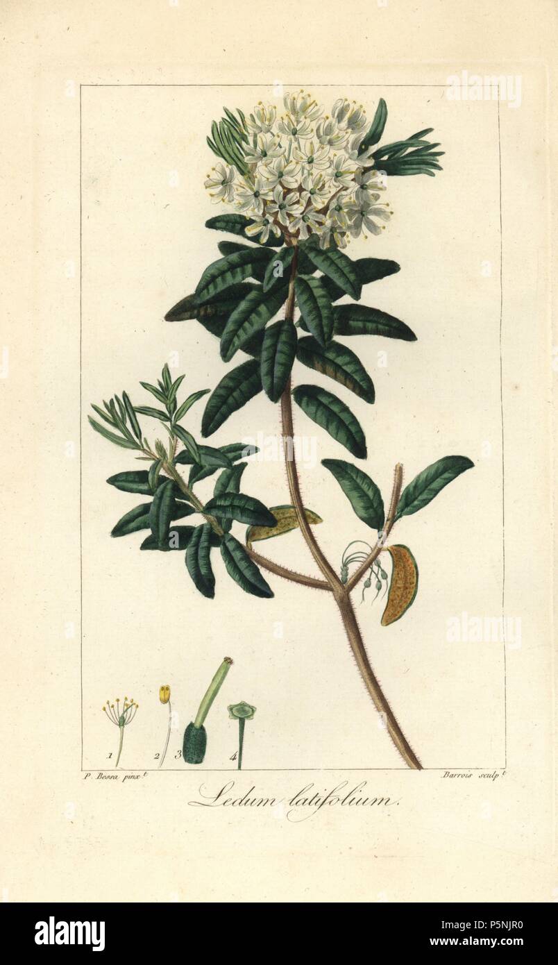 Labrador tea infusion hi-res stock photography and images - Alamy