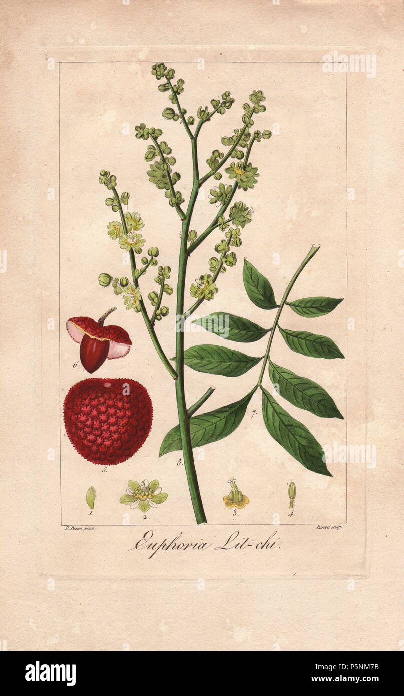 Lychee tree, Litchi chinensis, native to Asia, showing leaves, fruit ...