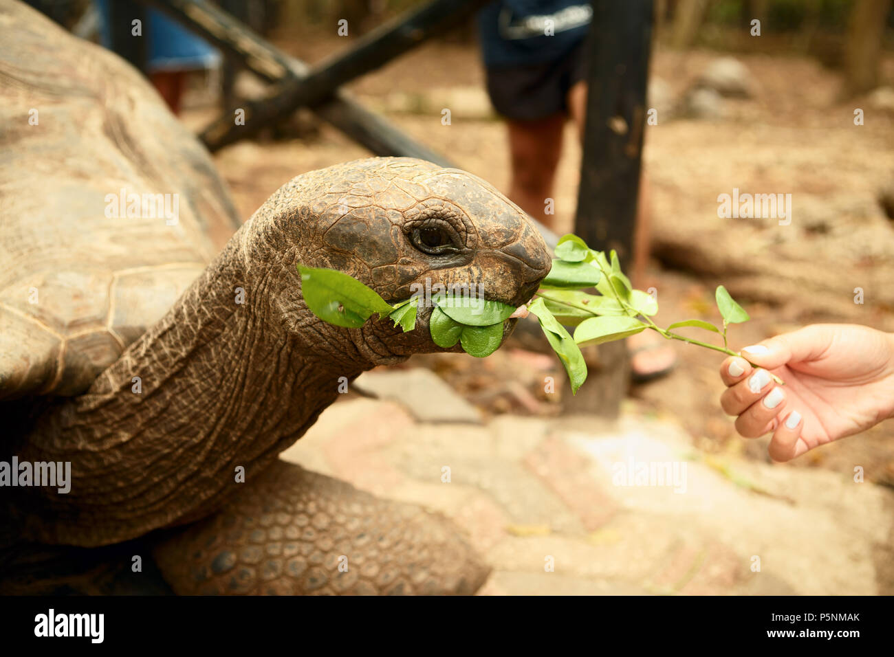 Galapagos giant tortoise and human hi-res stock photography and images ...