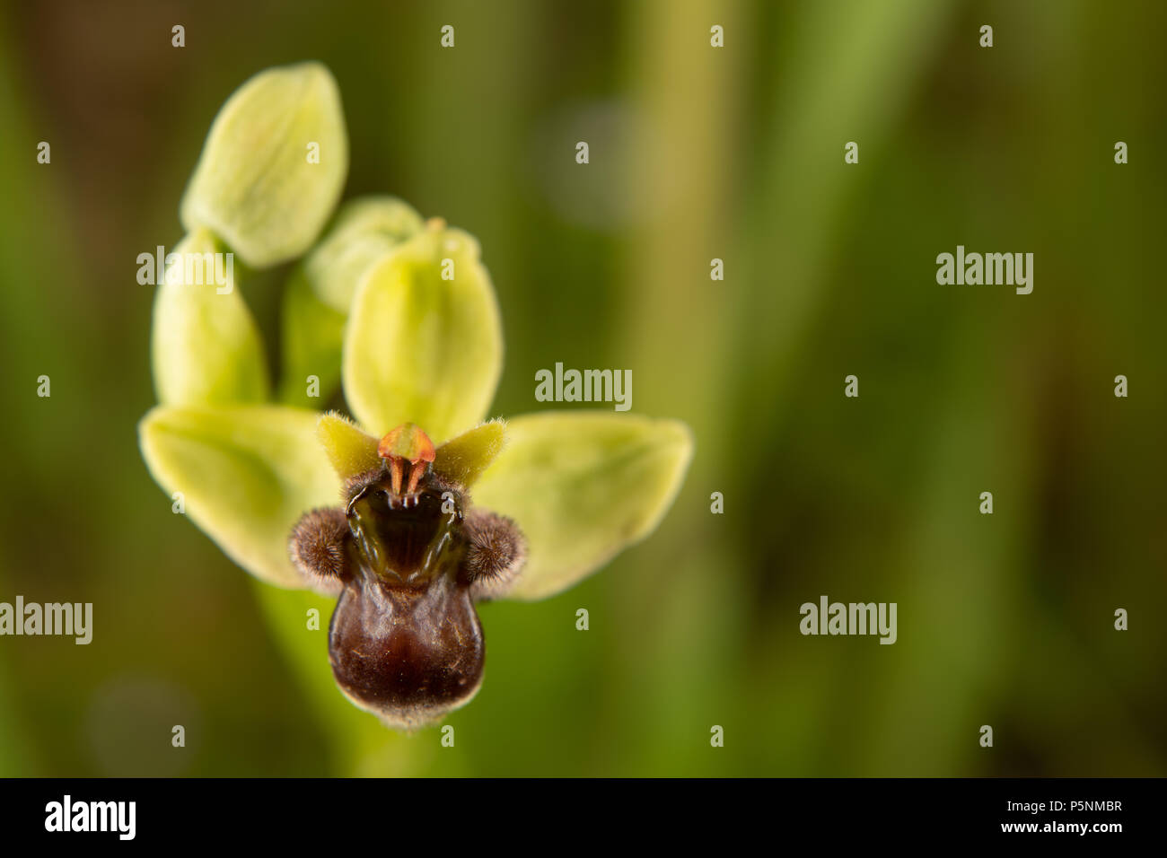 Wild Orchid, Ophrys bombyliflora, Orchideaceae, Canale Monterano, Roma ...