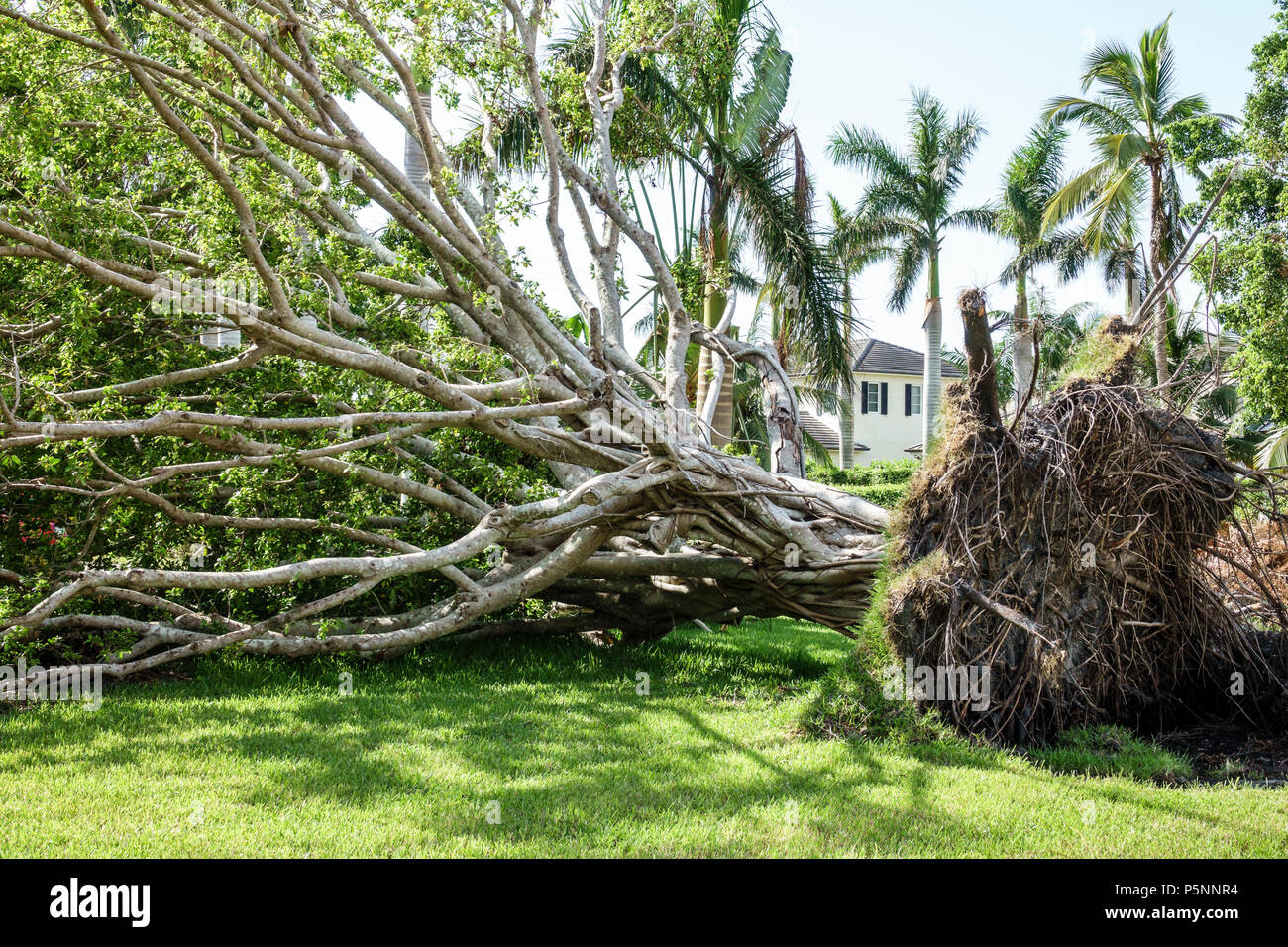 Naples Florida,Crayton Road,Hurricane Irma,wind storm damage ...
