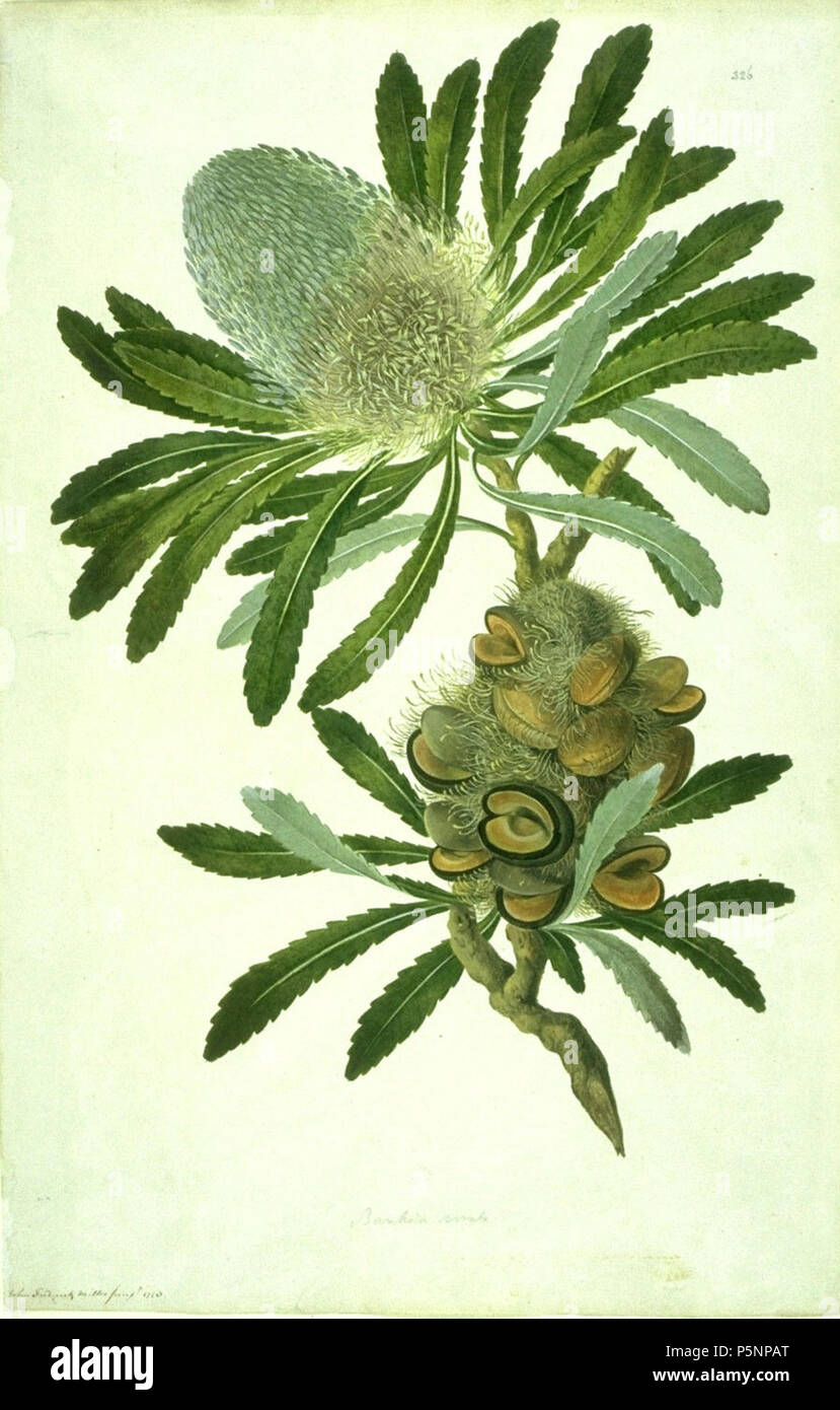 N/A. This is a watercolour-on-paper drawing of Banksia serrata. The ...