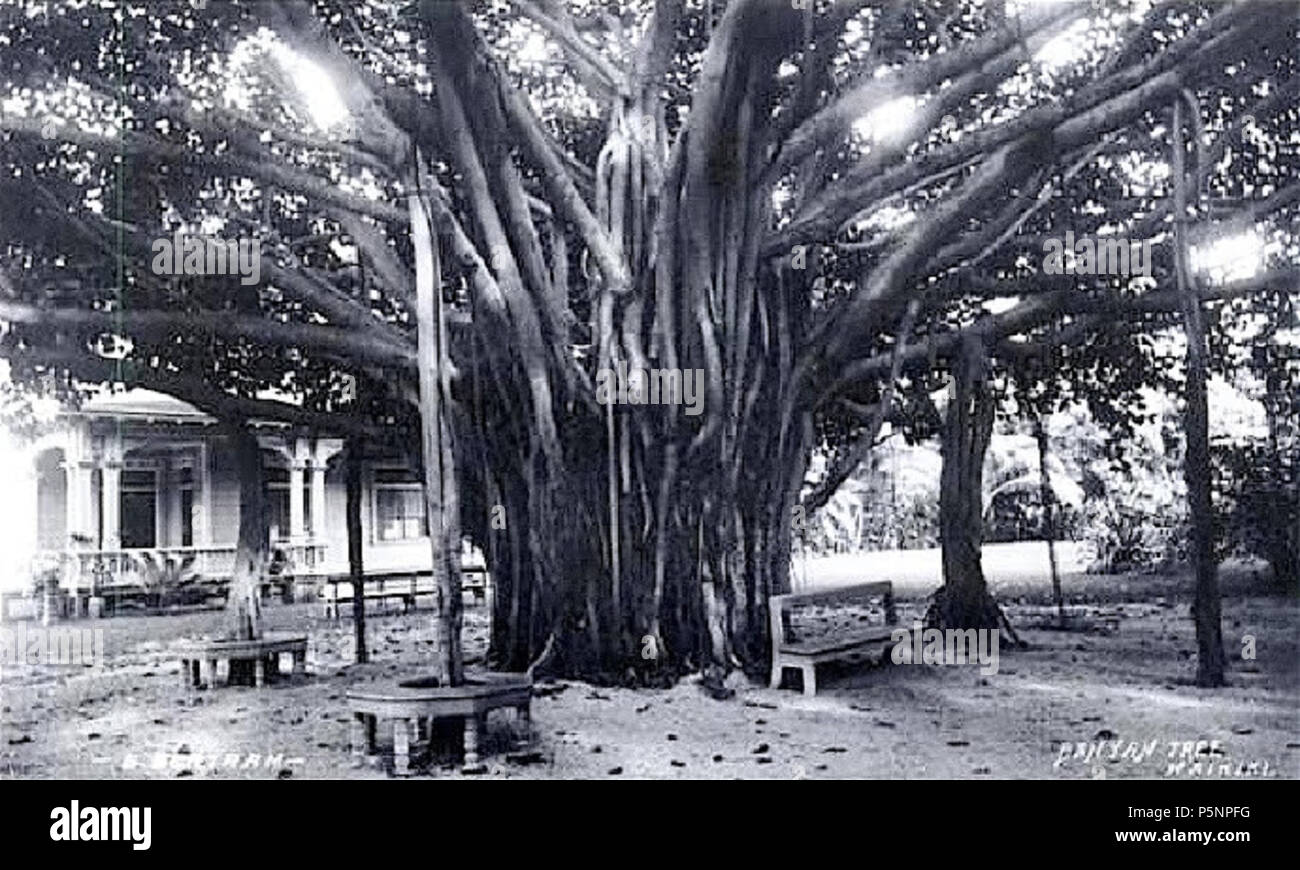 N/A. English: The banyan tree, Princess Kaiulani's favorite spot, in ...