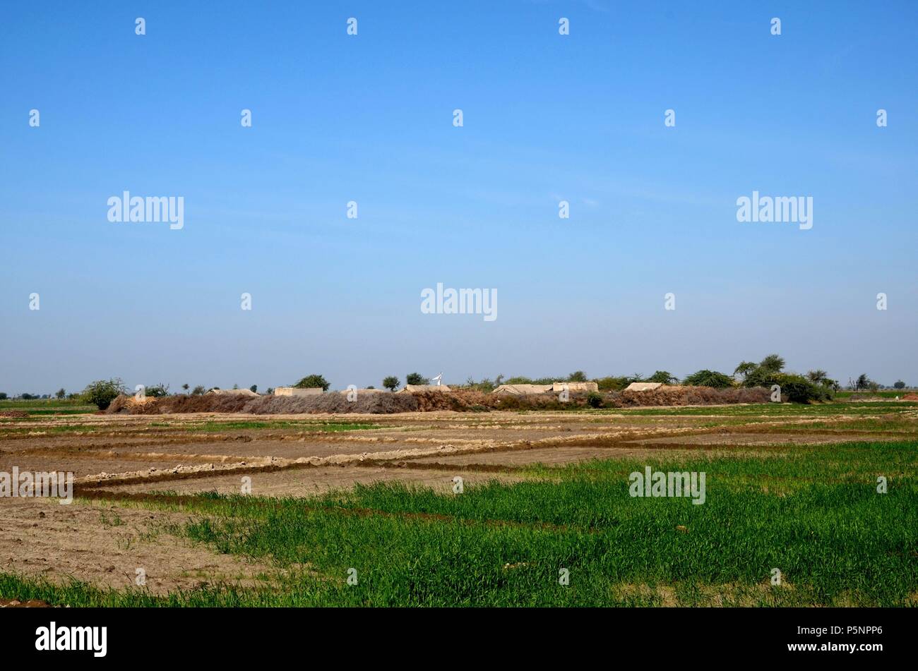 Pakistan Agriculture Stock Photos & Pakistan Agriculture Stock Images ...