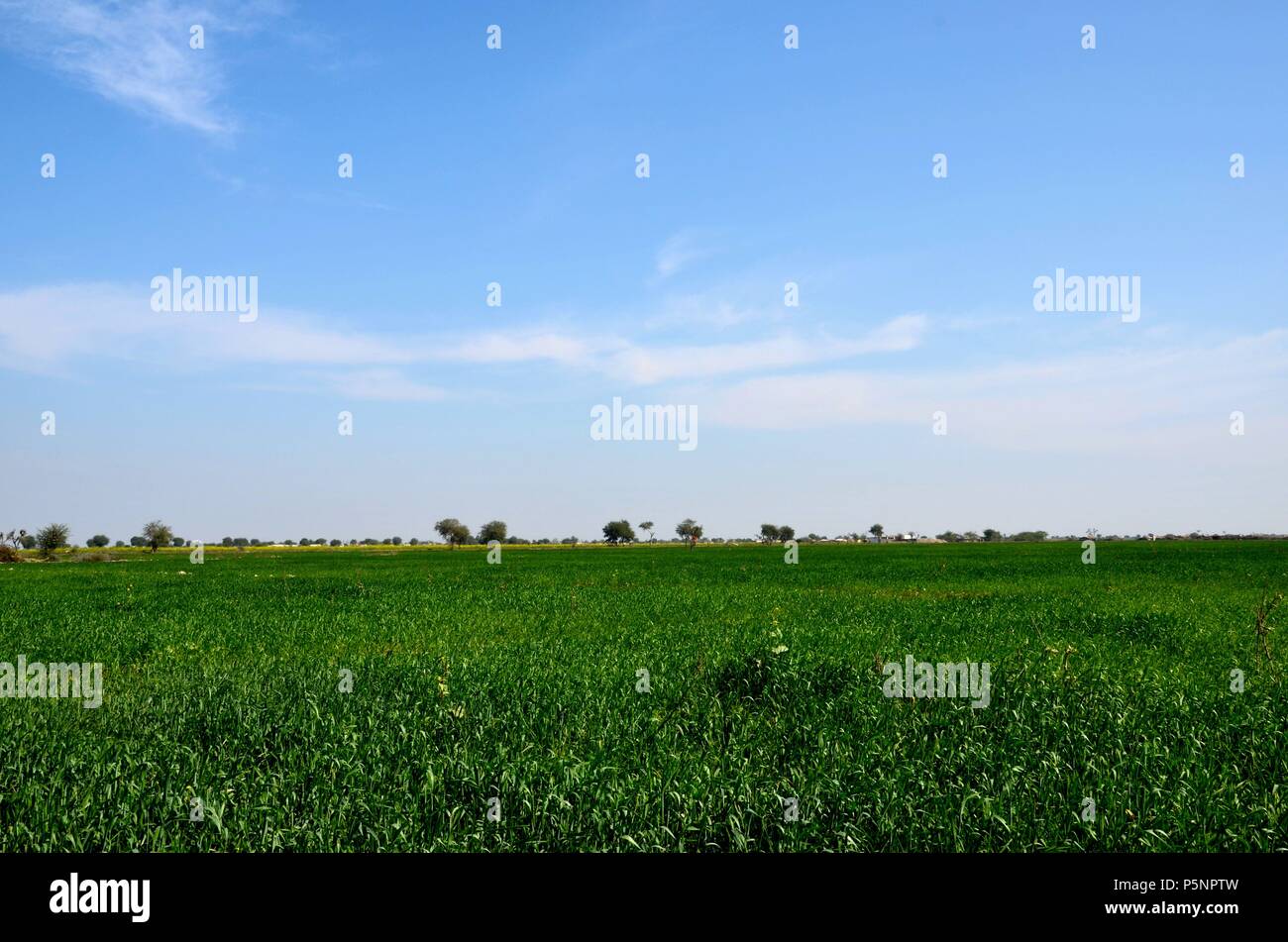 Lush green farm fields with crops and horizon in rural Sindh Mirpurkhas ...