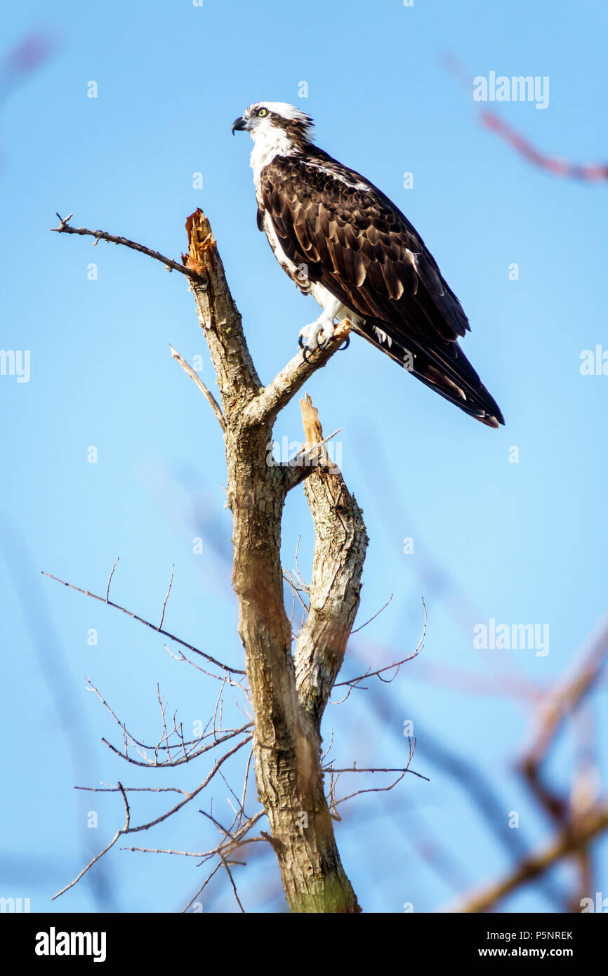 Florida,Fort Ft. Myers Beach,osprey Pandion haliaetus,bird,raptor ...