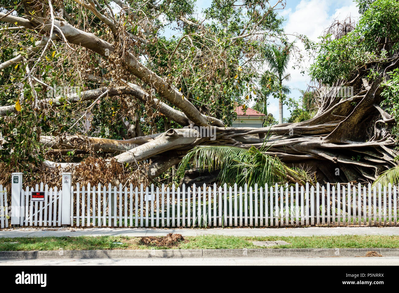 Exposed tree root system hi-res stock photography and images - Alamy