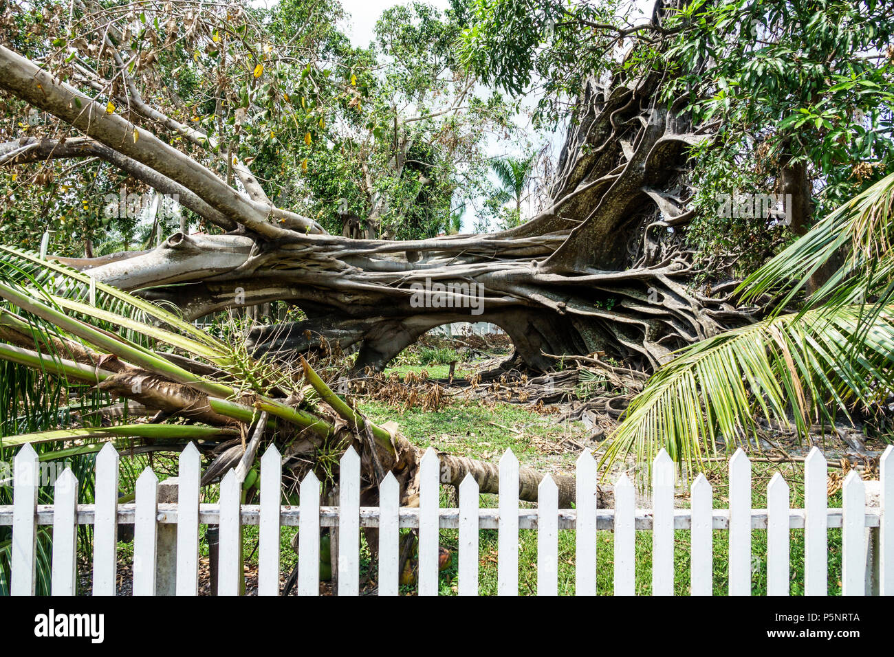 Fort Ft. Myers Florida,McGregor Boulevard,Edison & Ford Winter Estates ...