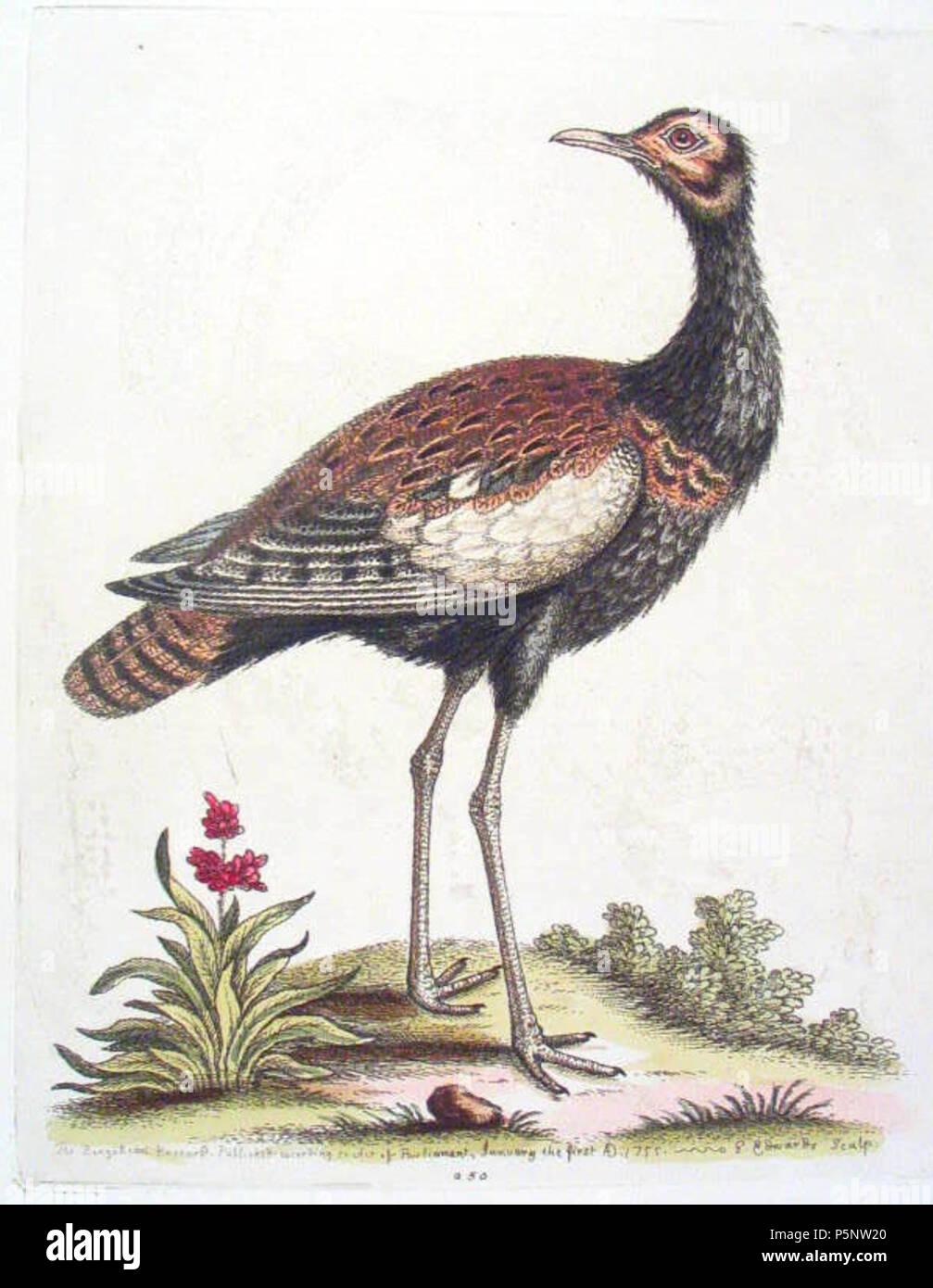 Lesser Florican