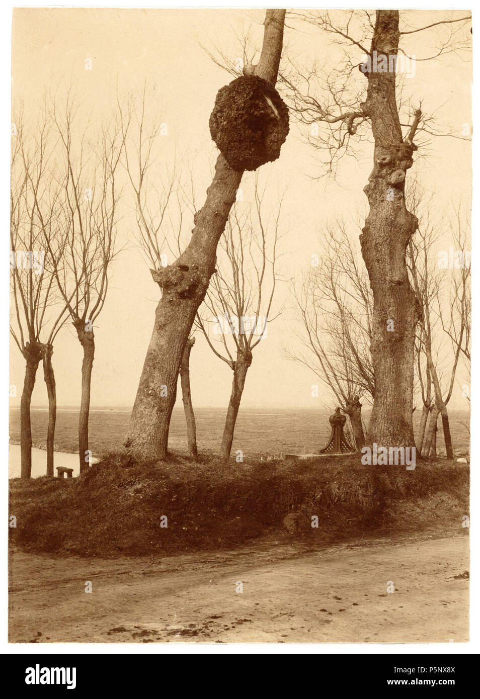 Kale bomen hi-res stock photography and images - Alamy