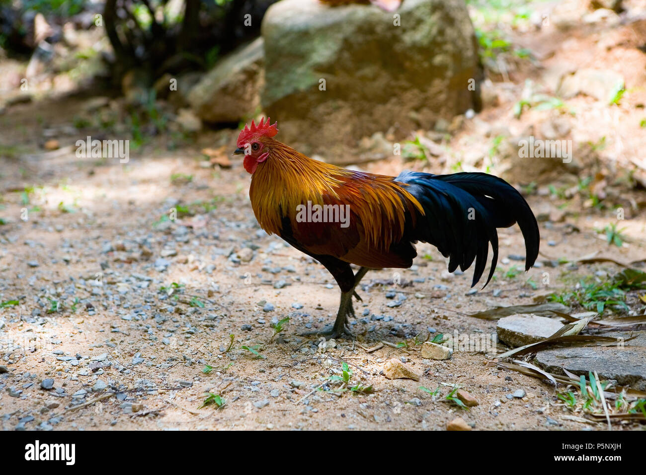 Big beautiful multicolored rooster. The nature of Thailand Stock Photo ...