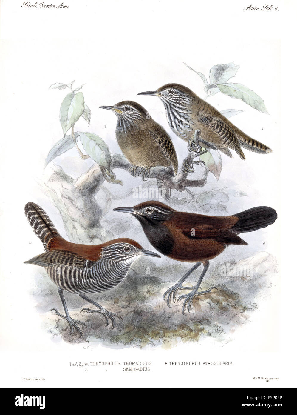 Thryothorus atrogularis hi-res stock photography and images - Alamy