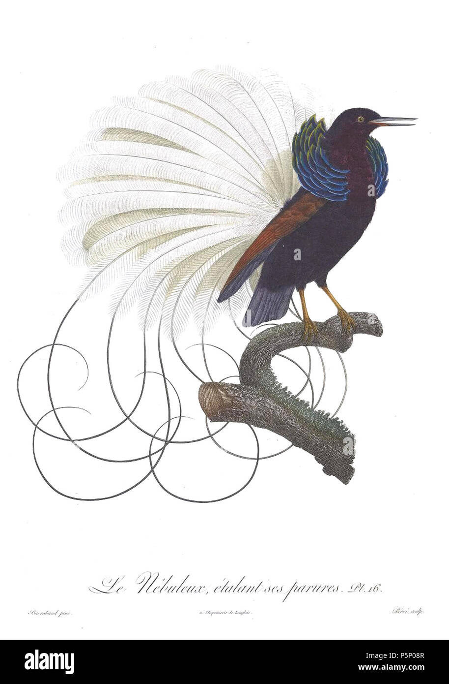 N/A. Plate 16a . 1806. Jacques Barraband (1767–1809) Alternative names ...