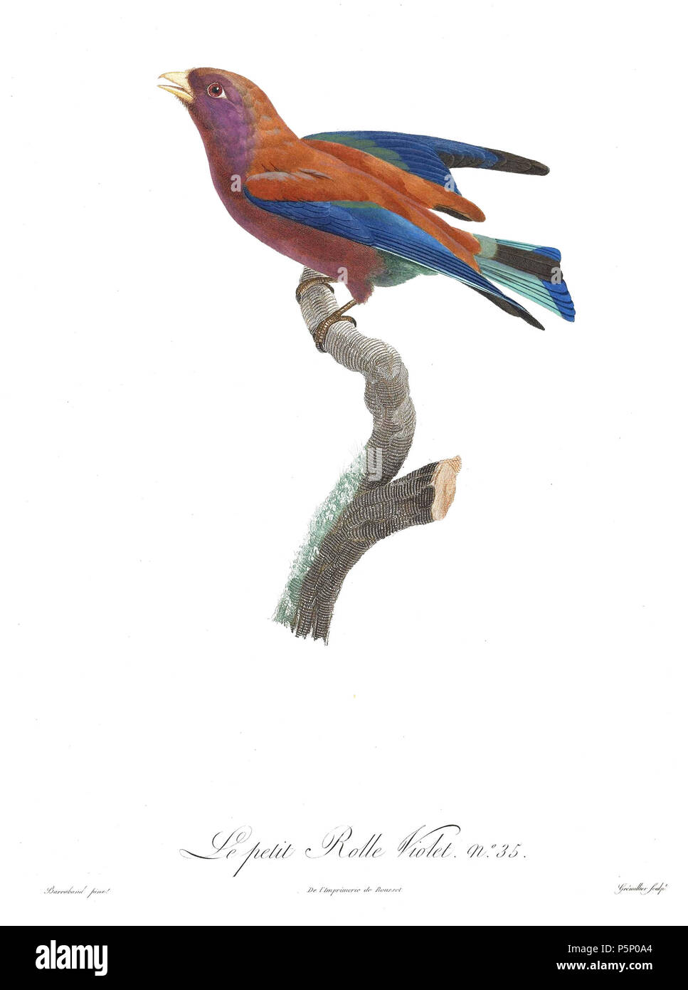 N/A. Plate 35 . 1806. Jacques Barraband (1767–1809) Alternative names ...